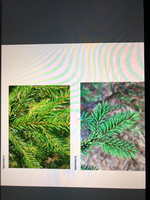 Solved Part II: Using dichotomous keys to identify trees (7 | Chegg.com