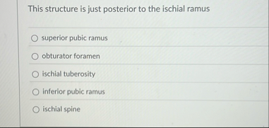 Solved This structure is just posterior to the ischial | Chegg.com