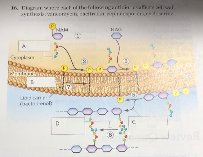 Solved 16. Diagram where each of the following antibiotics | Chegg.com