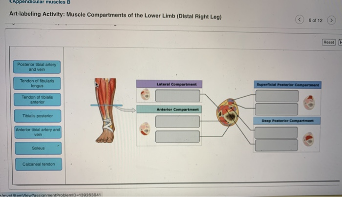 Solved Appendicular muscles B Art-labeling Activity: Muscle | Chegg.com