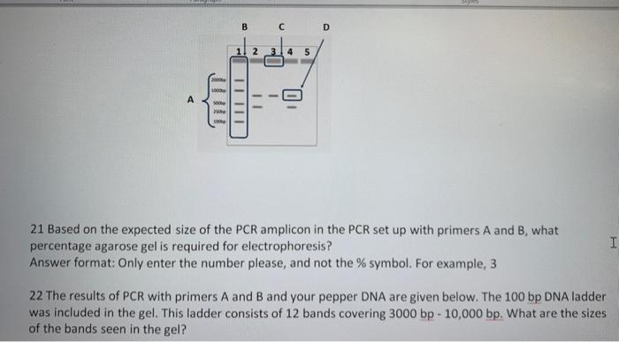 Solved 21 Based on the expected size of the PCR amplicon in | Chegg.com