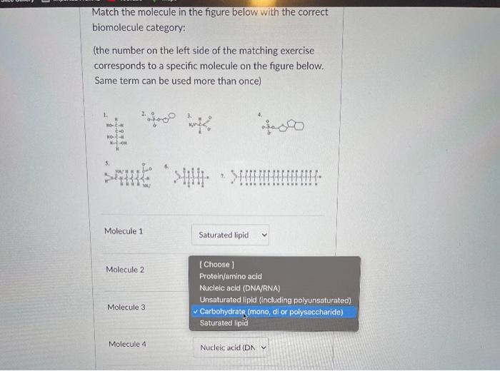 Solved Match the molecule in the figure below with the | Chegg.com