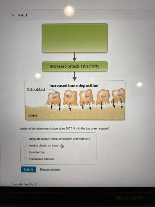 Solved Part A Increased osteoblast activity Increased bone | Chegg.com