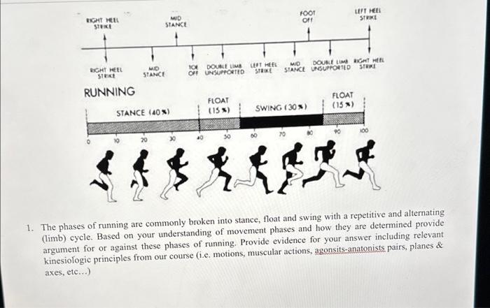 Solved 1. The phases of running are commonly broken into | Chegg.com