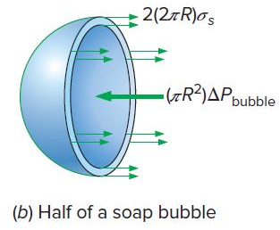 Solved QUESTION 24 A bubble has a radius of 0.18 mm. | Chegg.com