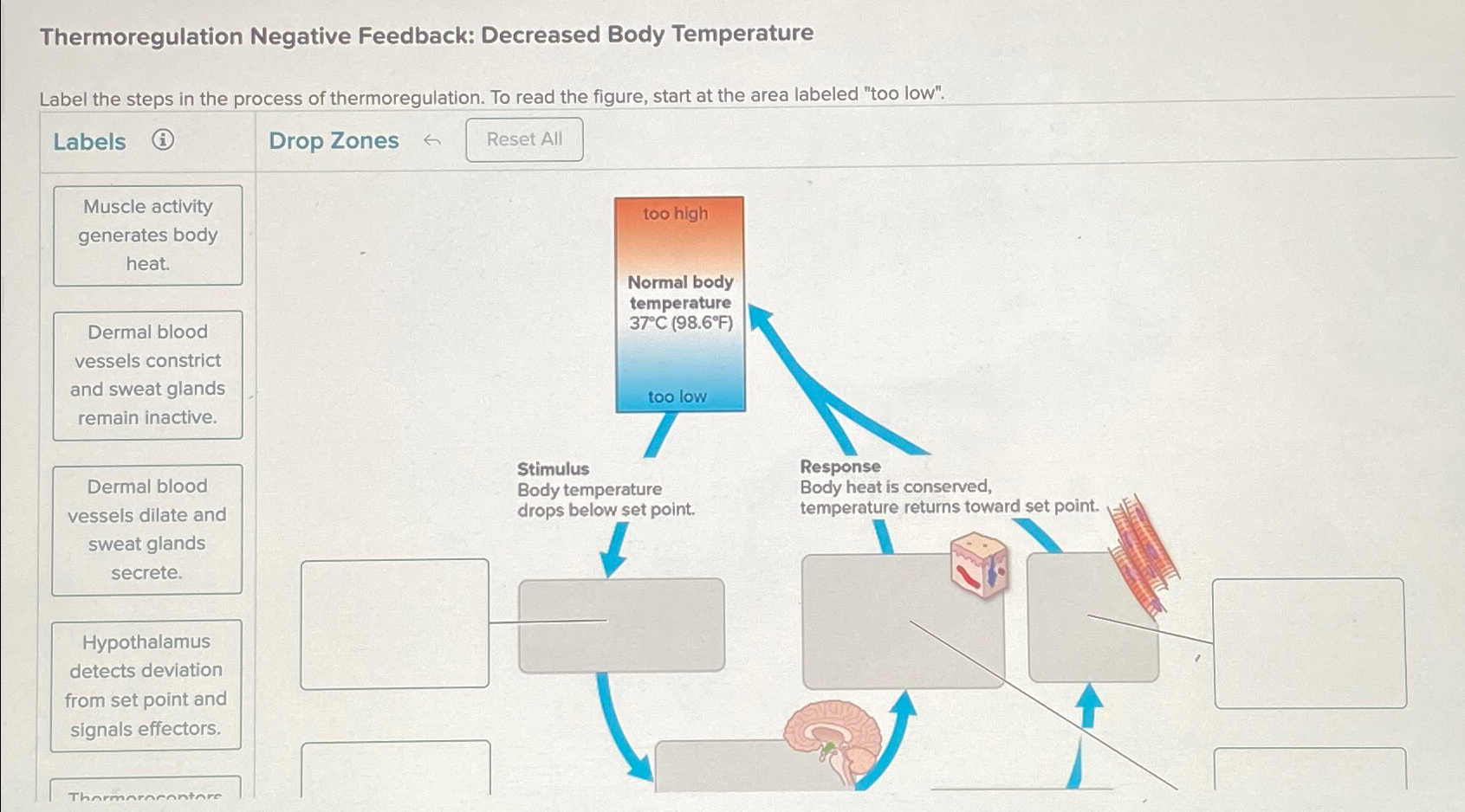 Solved Thermoregulation Negative Feedback: Decreased Body | Chegg.com