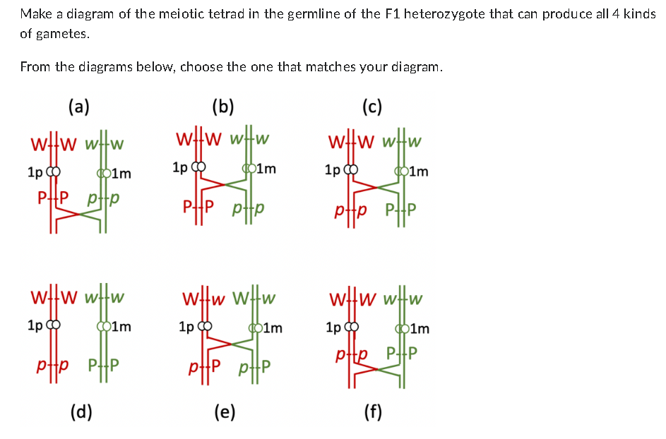 [Solved]: Make a diagram of the meiotic tetrad in the germl
