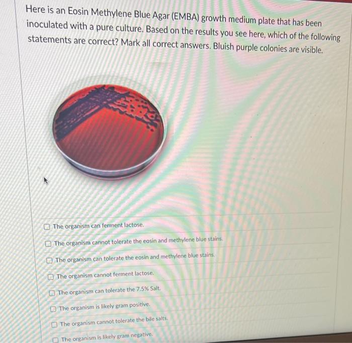 Solved Here is an Eosin Methylene Blue Agar (EMBA) growth | Chegg.com