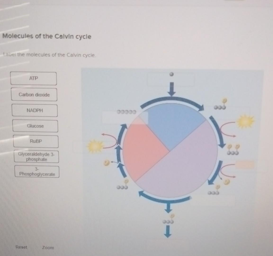 Solved Molecules of the Calvin cycle Lavei the molecules of | Chegg.com