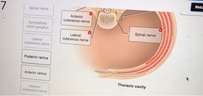 Solved Return to que Communicating rami Sympathetic chain | Chegg.com
