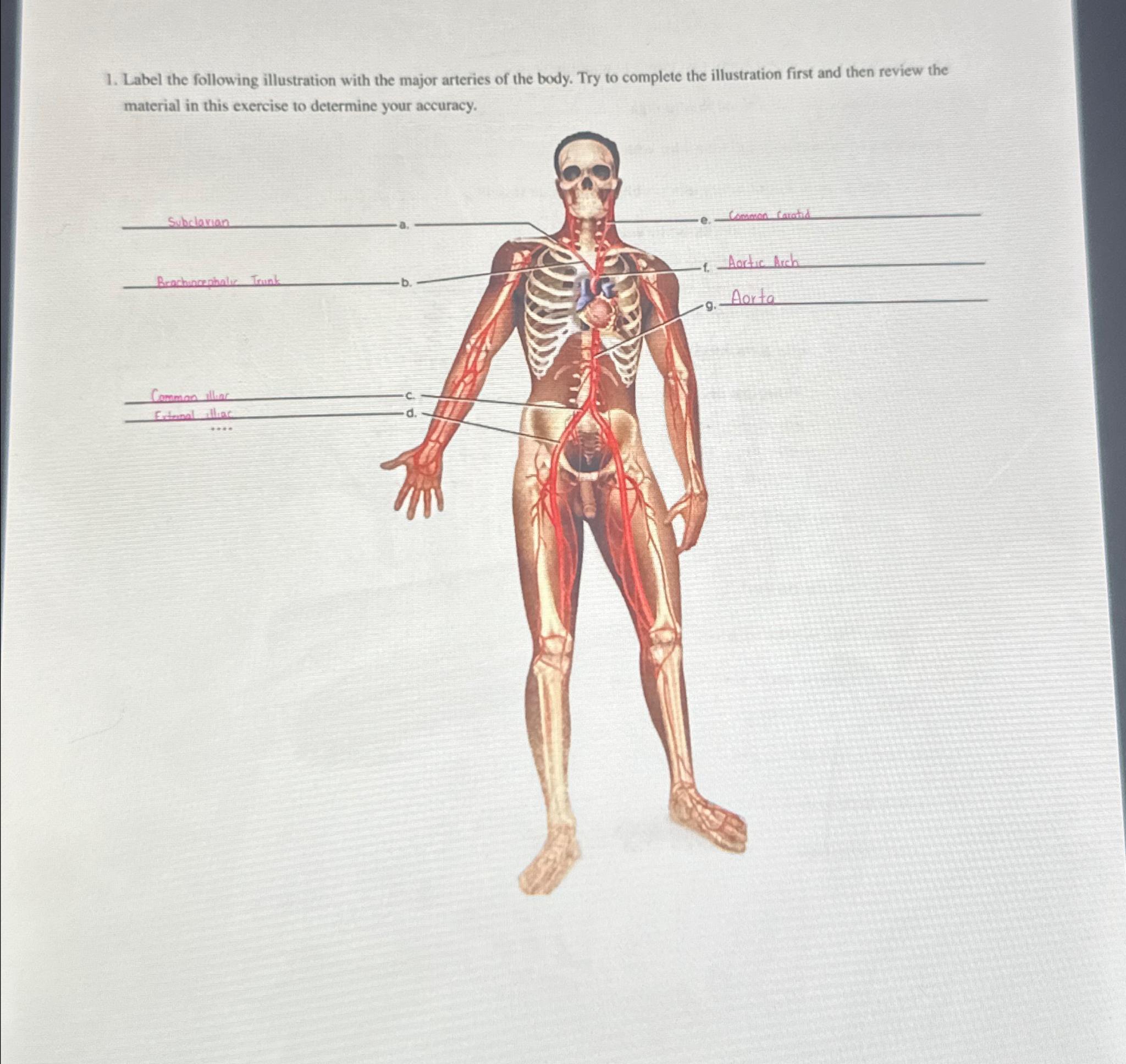 Solved Label the following illustration with the major | Chegg.com