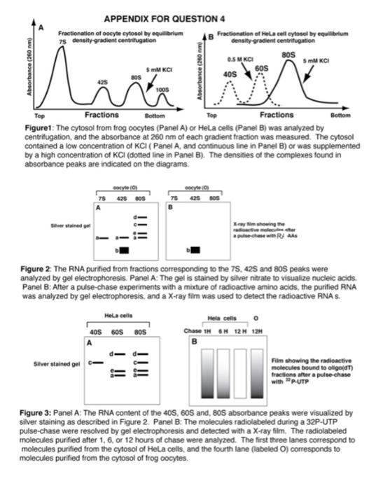Solved e) Pulse chase experiments using radioactive UTP | Chegg.com