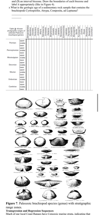 Figure 5. Some fossil ranges zones for different | Chegg.com