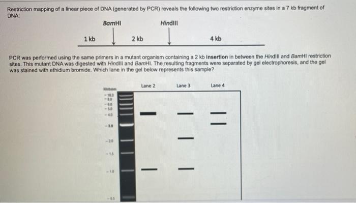 Solved DNA Restriction mapping of a linear piece of DNA | Chegg.com