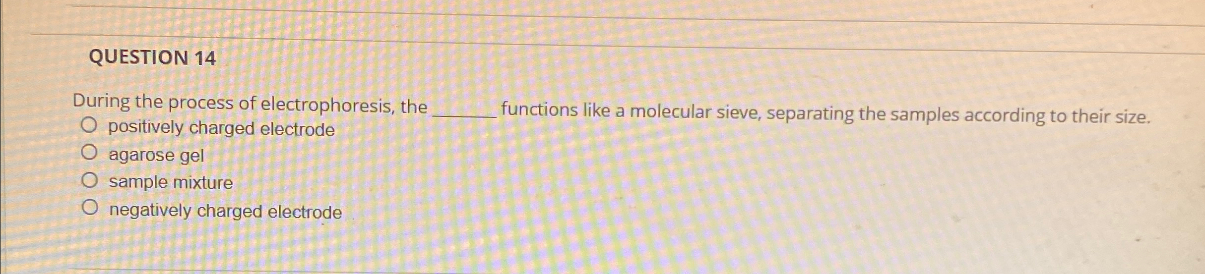 Solved QUESTION 14During the process of electrophoresis, the | Chegg.com