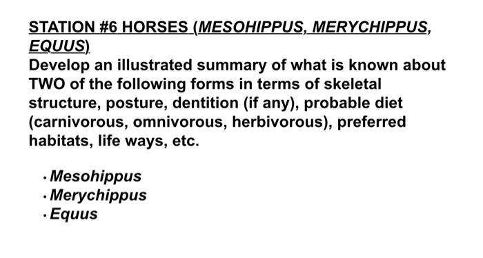 Solved STATION #6 HORSES (MESOHIPPUS, MERYCHIPPUS, EQUUS). | Chegg.com