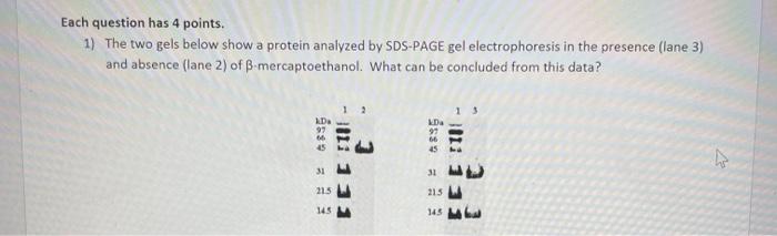 Solved Each question has 4 points. 1) The two gels below | Chegg.com