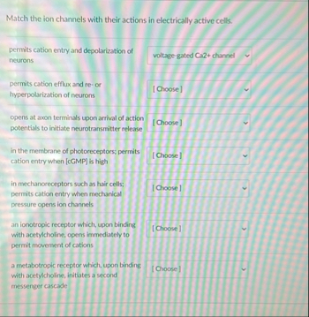 Solved Match the ion channels with their actions in | Chegg.com