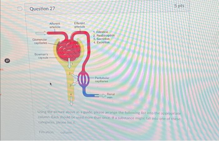 Solved es 27 Question 27 Glomerular capillaries Bowman's | Chegg.com