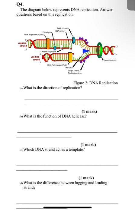 Solved Q4. The diagram below represents DNA replication. | Chegg.com