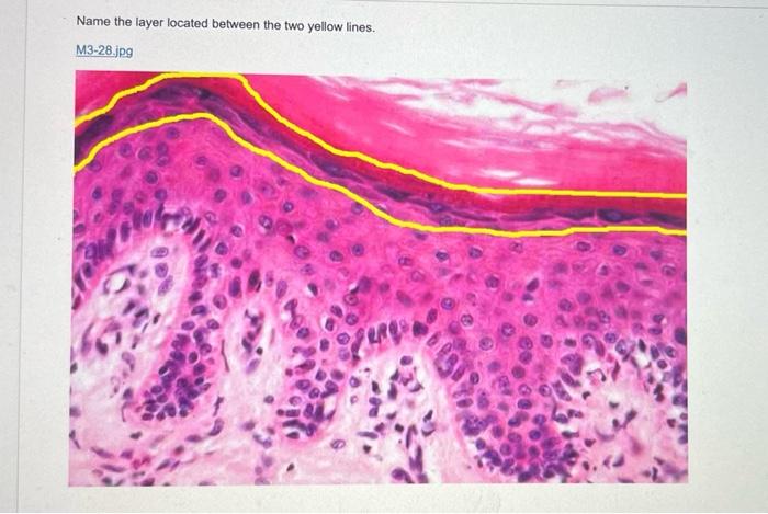 Solved Name the layer located between the two yellow lines. | Chegg.com