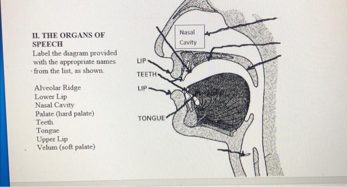 Solved II. THE ORGANS OF SPEECH Label the diagram provided | Chegg.com
