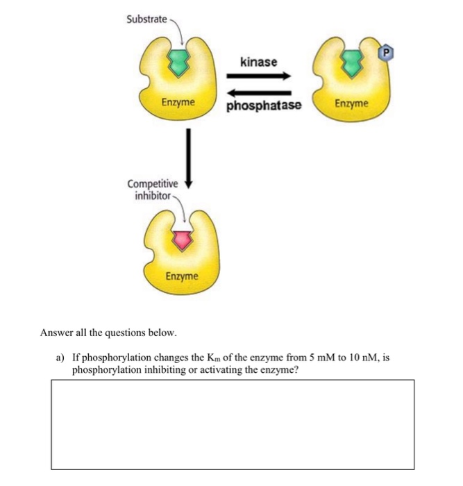 Solved Substrate kinase Enzyme phosphatase Enzyme | Chegg.com