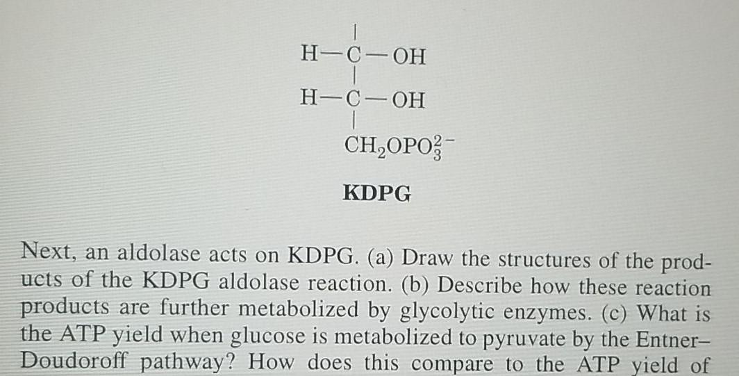 Solved 24. The enzyme phosphoglucomutase interconverts | Chegg.com