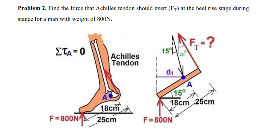 Solved Problem 2. ﻿Find the force that Achilles tendon | Chegg.com