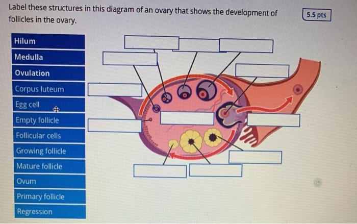 Solved Label these structures in this diagram of an ovary | Chegg.com