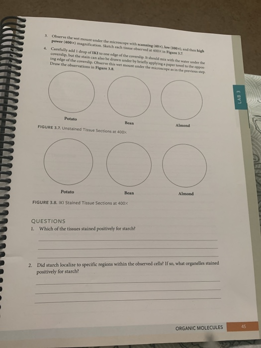Solved 3. Observe the wet mount under the microscope with | Chegg.com
