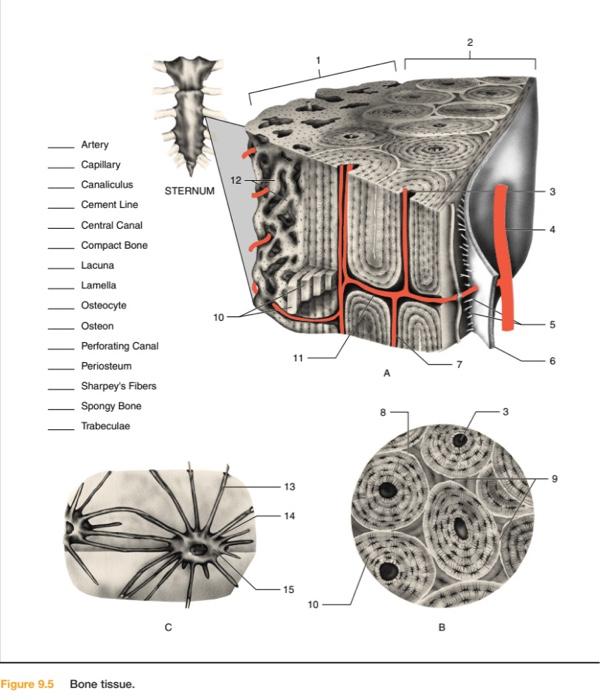 Solved - Artery - Capillary - Canaliculus Cement Line - | Chegg.com