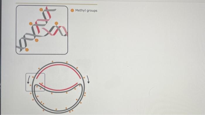 Solved 5. Correcting DNA replication errors The accuracy of | Chegg.com