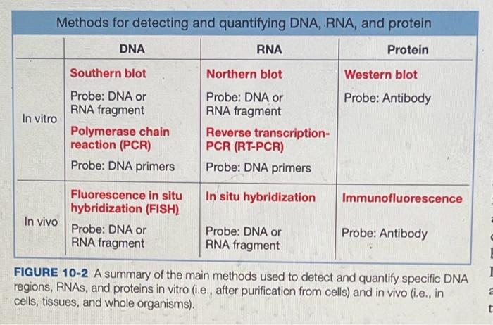 Solved In Figure 10-2 , why can both DNA and RNA be used as | Chegg.com