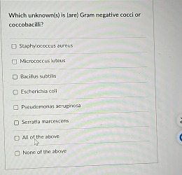 Solved Which unknown(s) ﻿is (are) ﻿Gram negative cocci or | Chegg.com