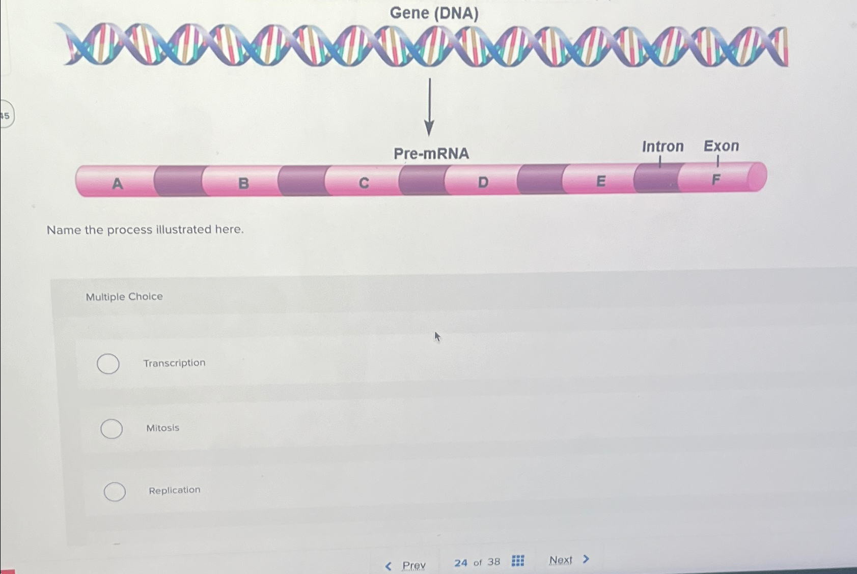 Solved Gene (DNA)Name the process illustrated here.Multiple | Chegg.com