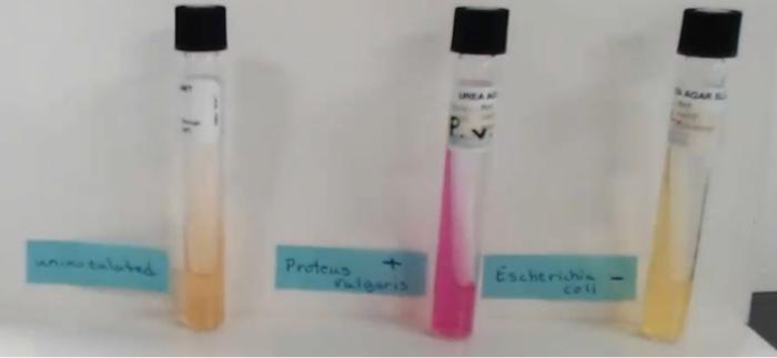 Solved Experiment 37 - Testing for Urease Production | Chegg.com