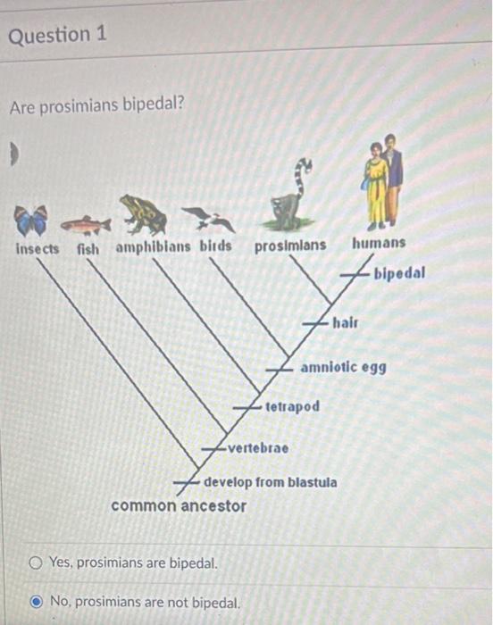Solved Are prosimians bipedal? Yes, prosimians are bipedal. | Chegg.com