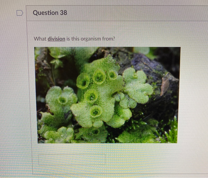 Solved Question 38 What Division Is This Organism From Chegg solved-question-38-what-division-is-this-organism-from-chegg