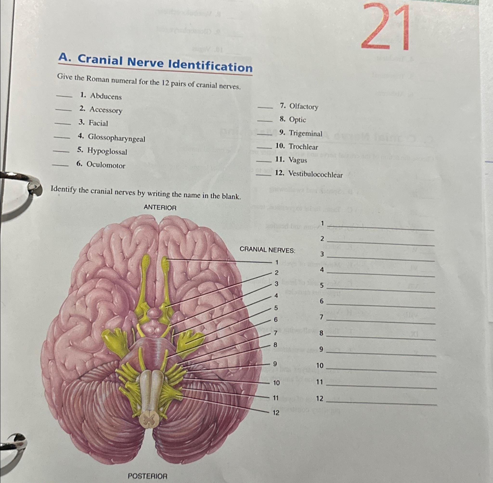 Solved A. ﻿Cranial Nerve IdentificationGive the Roman | Chegg.com