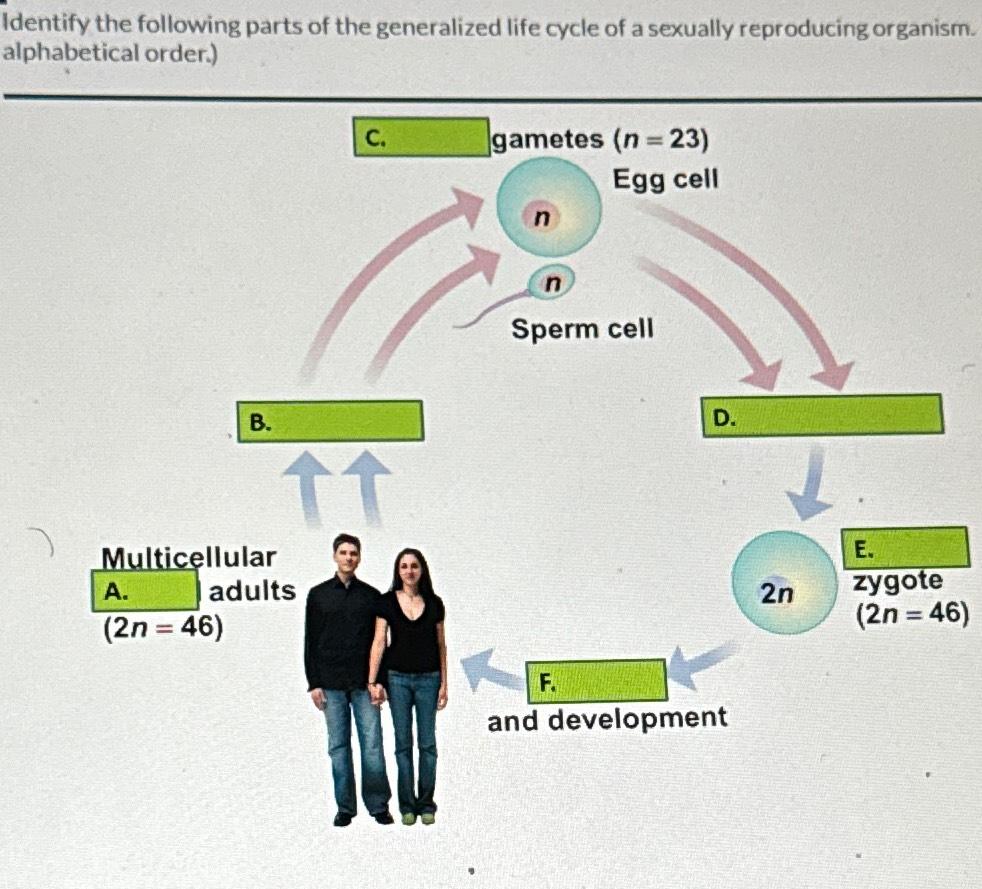 Solved Identify the following parts of the generalized life | Chegg.com