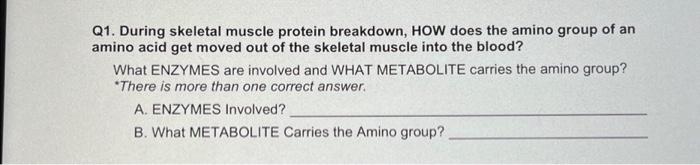 Solved During skeletal muscle protein breakdown, HOW does | Chegg.com