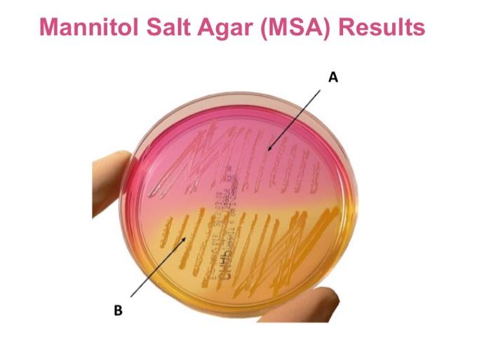 Solved 2. The growth of bacteria on section A of the MSA | Chegg.com