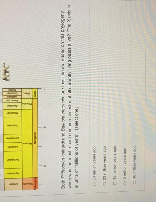 Both Plithocyon teilhardi and Ballusia elmensis are | Chegg.com