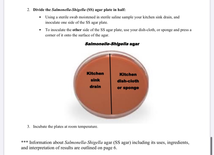Solved Nutrient agar plate results (kitchen counter and | Chegg.com
