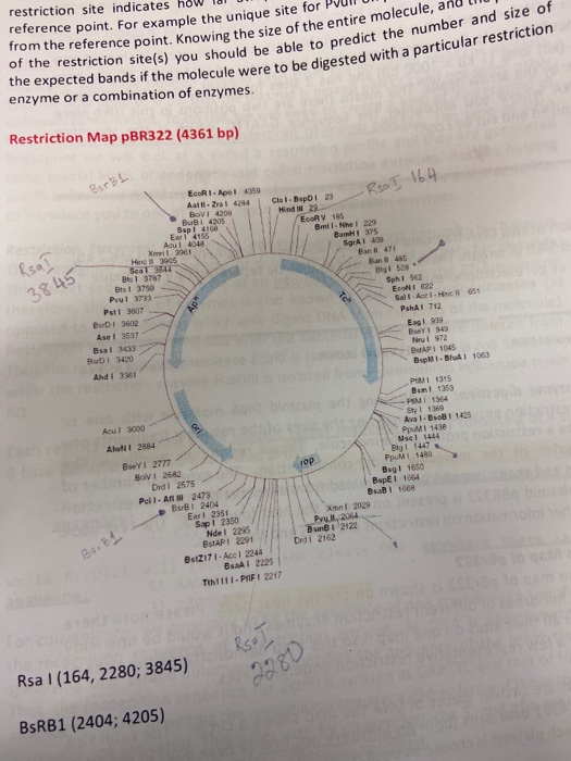 Solved For example look at the restriction map above and | Chegg.com