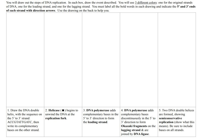 Solved You will draw out the steps of DNA replication. In | Chegg.com