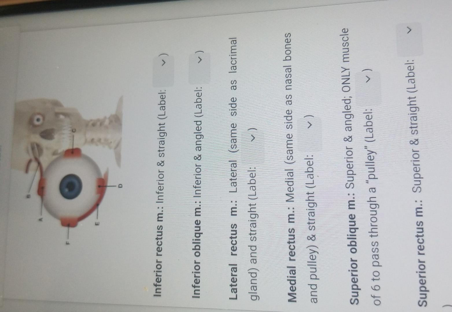 Solved Inferior rectus m.: Inferior & straight (Label: | Chegg.com