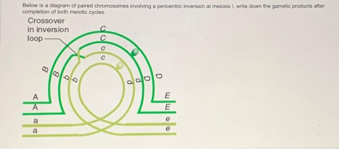 Solved Below is a diagram of paired chromosomes involving a | Chegg.com