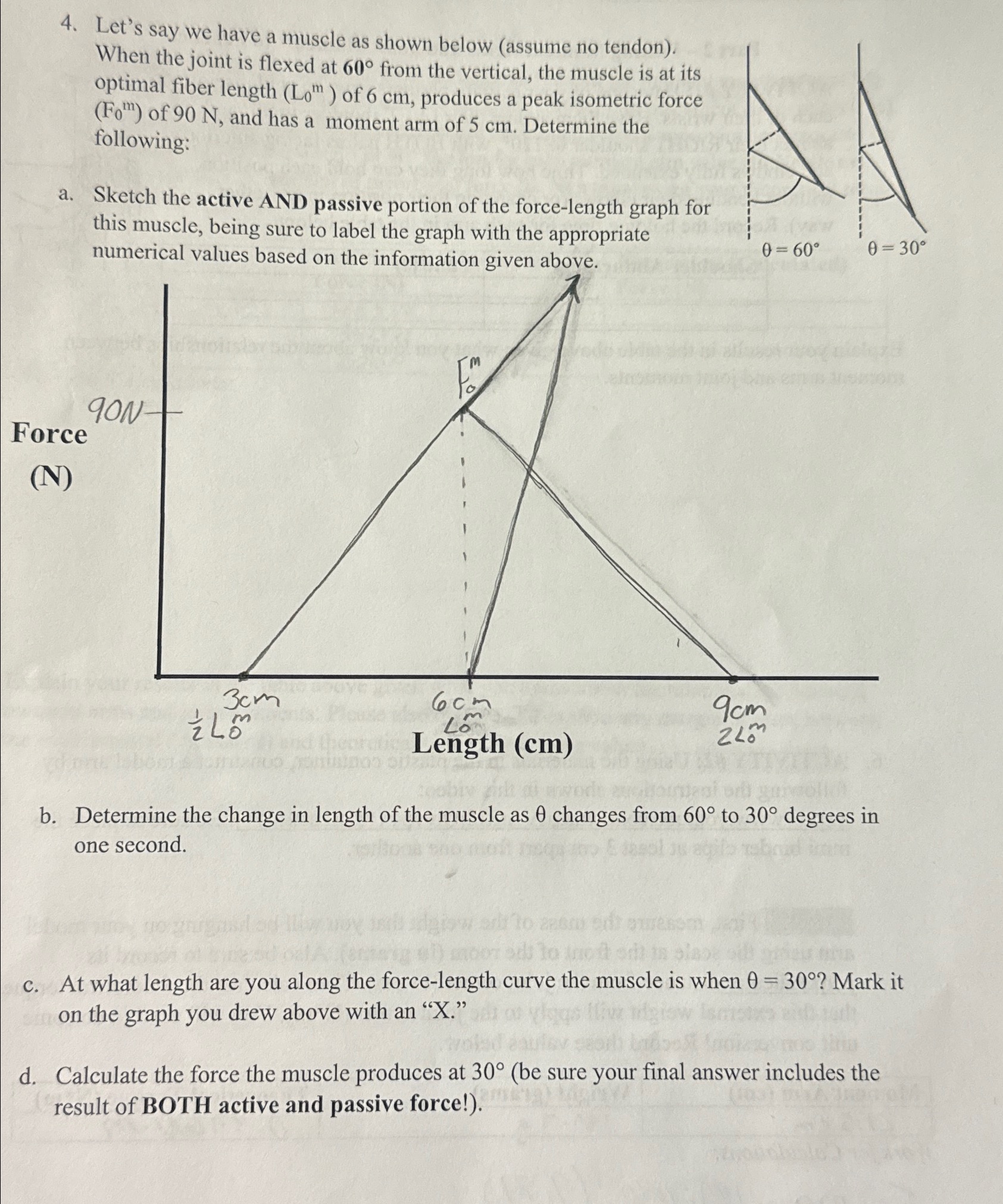 Solved Let's say we have a muscle as shown below (assume no | Chegg.com